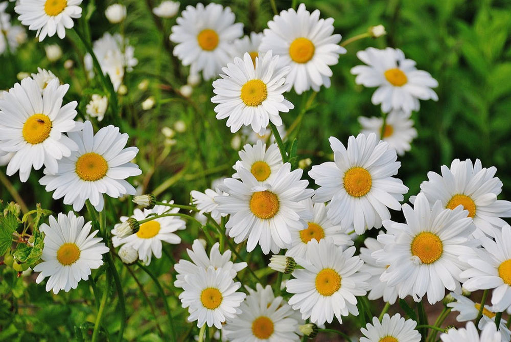4 Floral Facts About Daisies for Your Trivia Basket