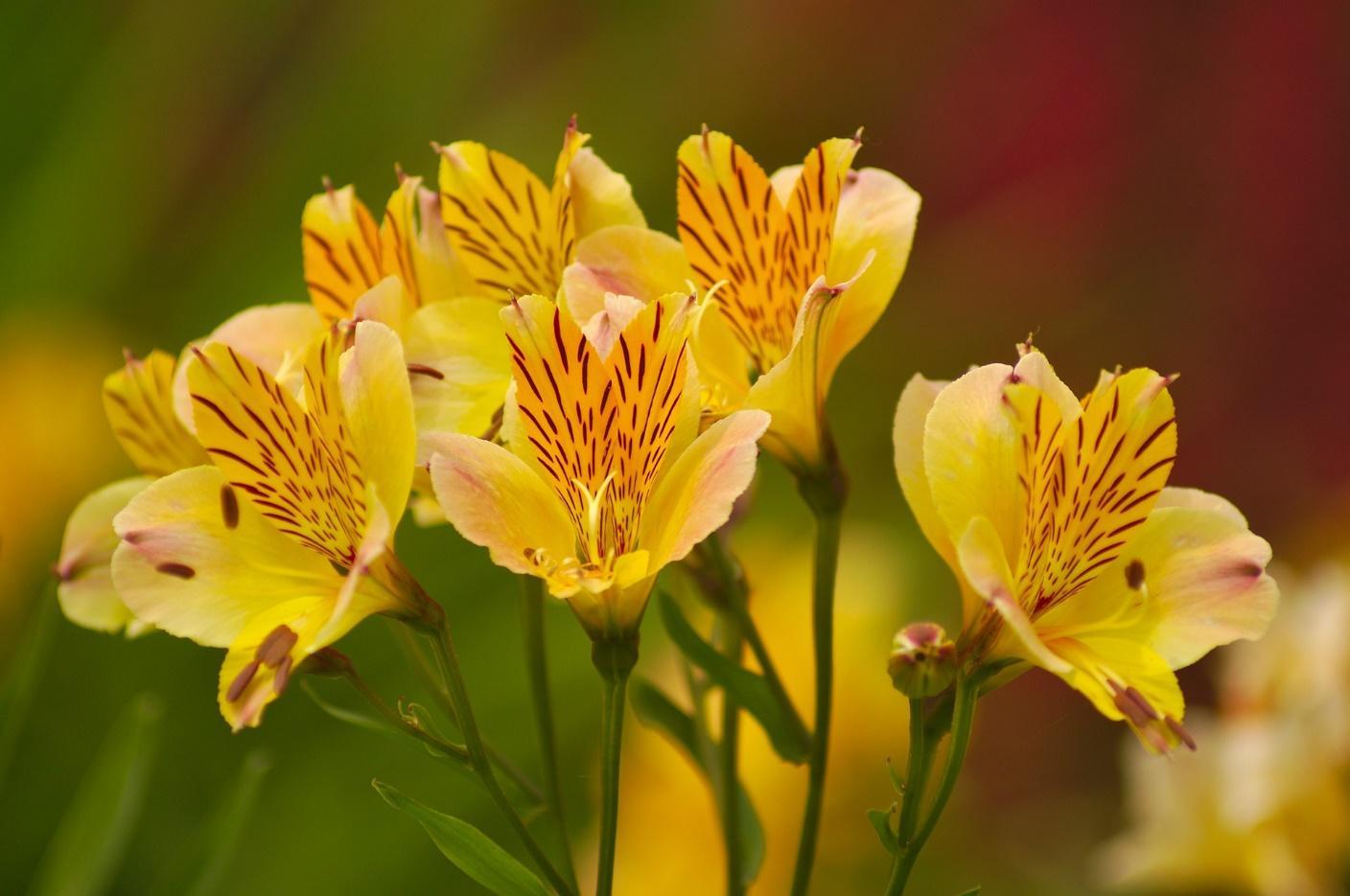 4 Perfect Yellow Flowers for The a Friend Who Loves Yellow