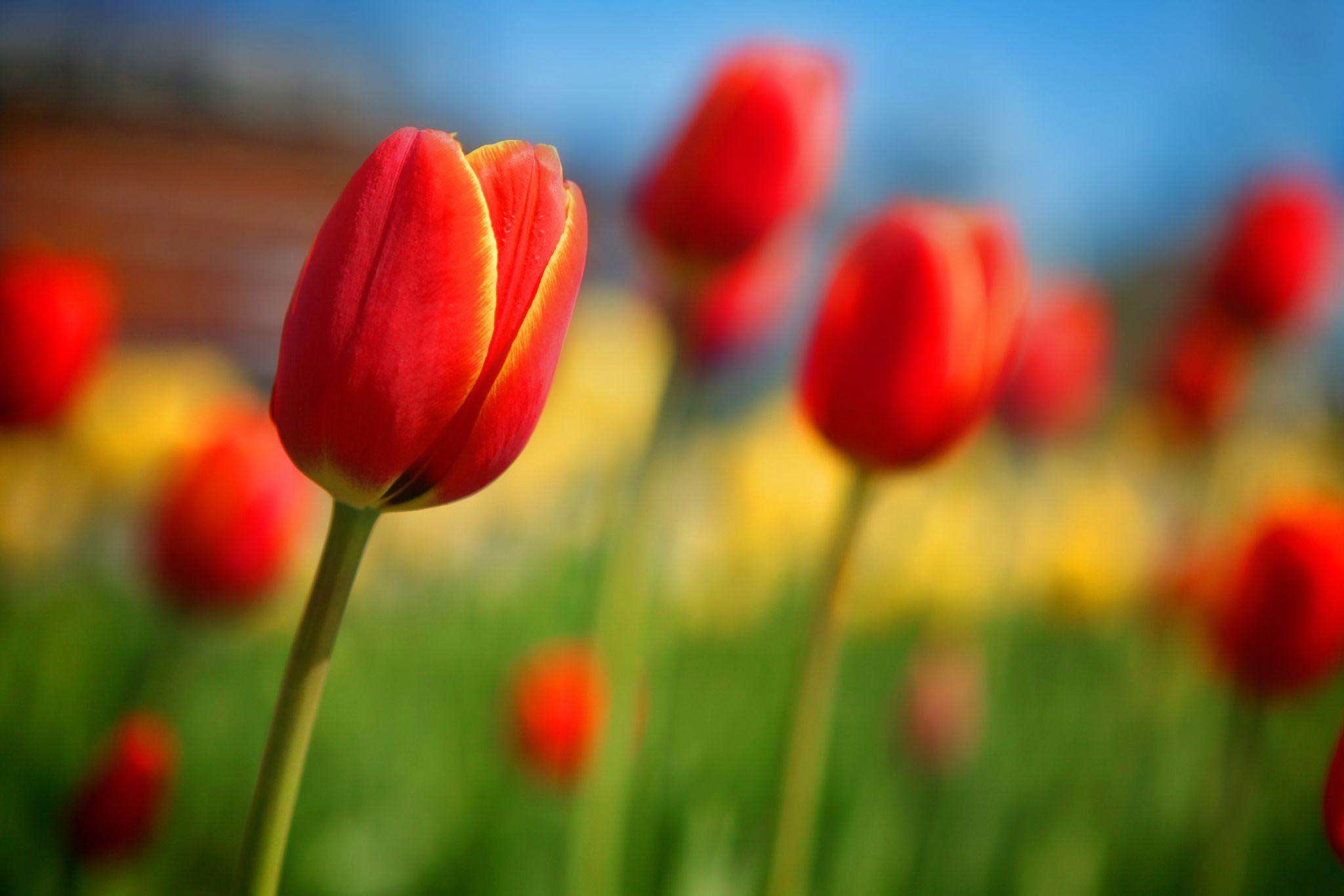 Interesting Facts Every Tulip Flower Lover Should Know