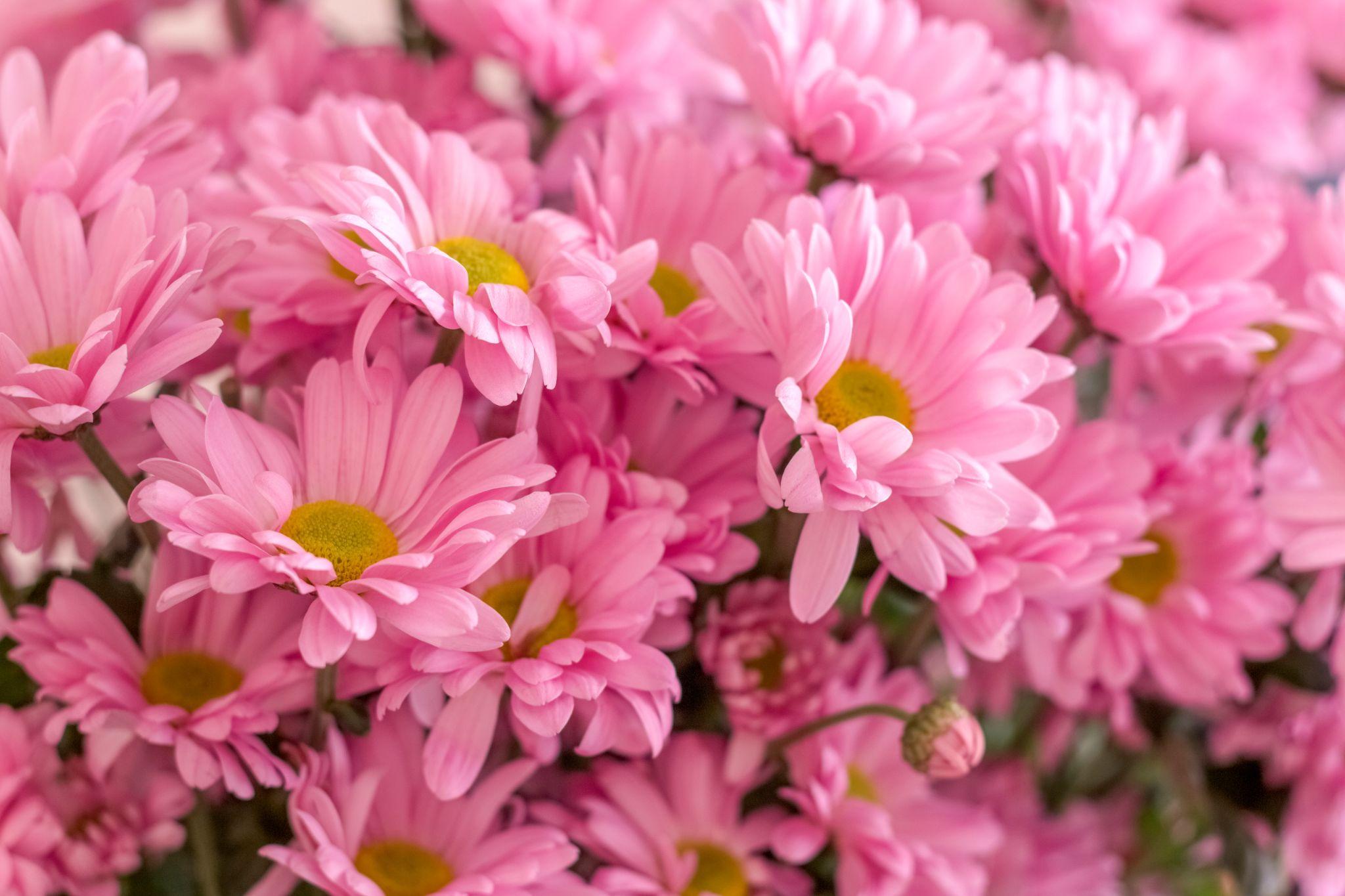 10 Types of Pink Flowers for the Birthday Girl Who's Obsessed With Pink