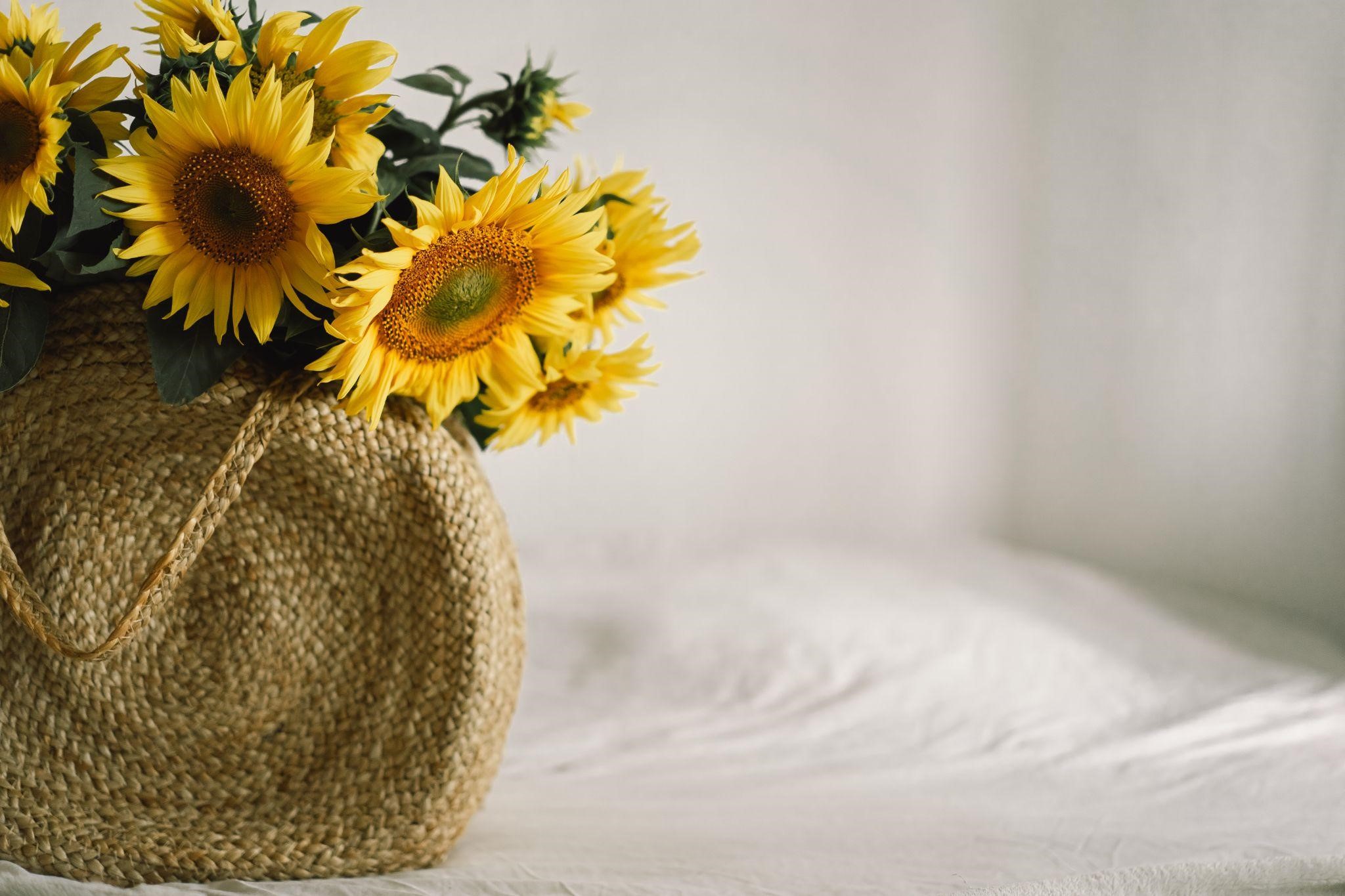 All You Need to Know About Sunflowers - The Happiest Flower on Earth