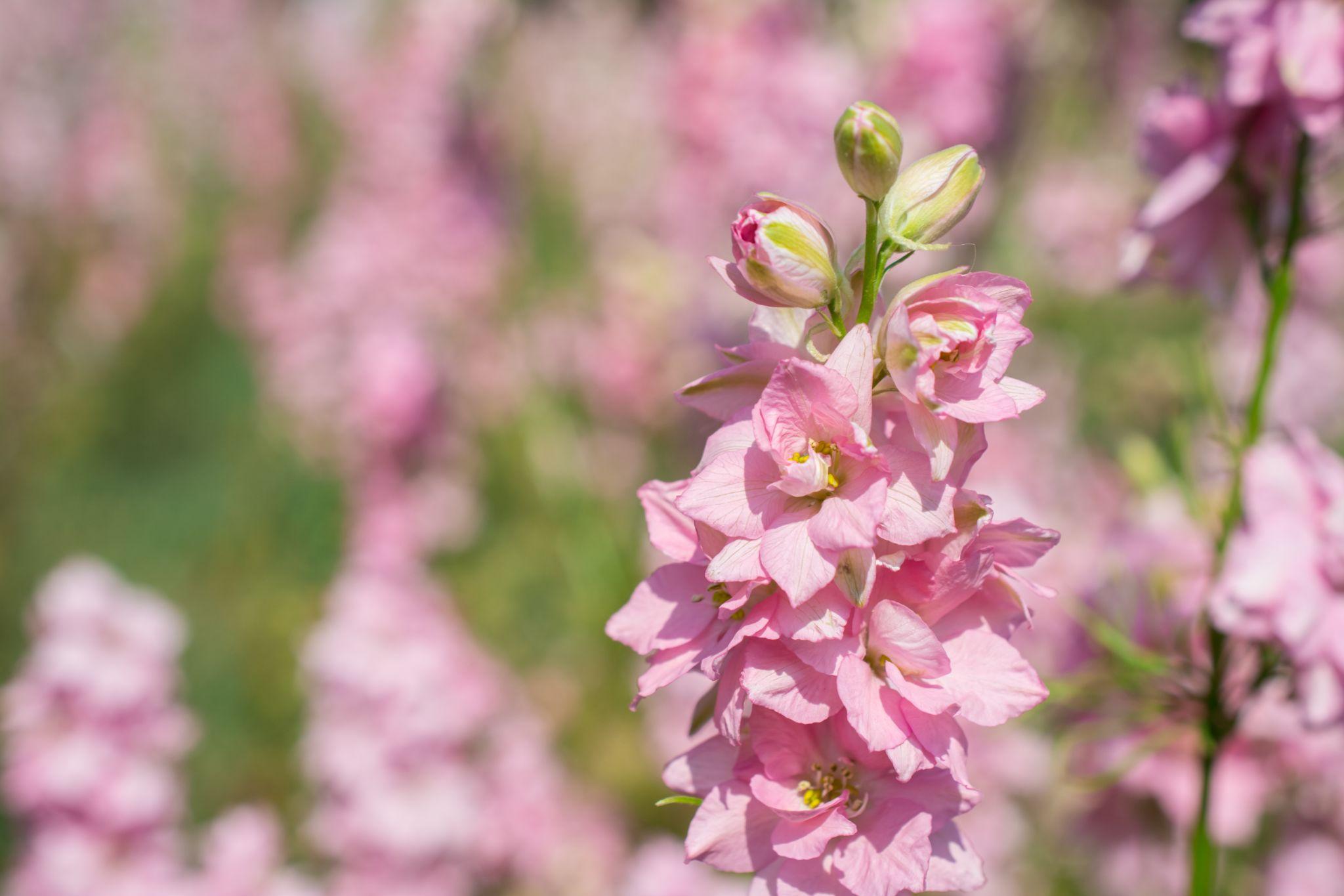 10 Types of Pink Flowers for the Birthday Girl Who's Obsessed With Pink