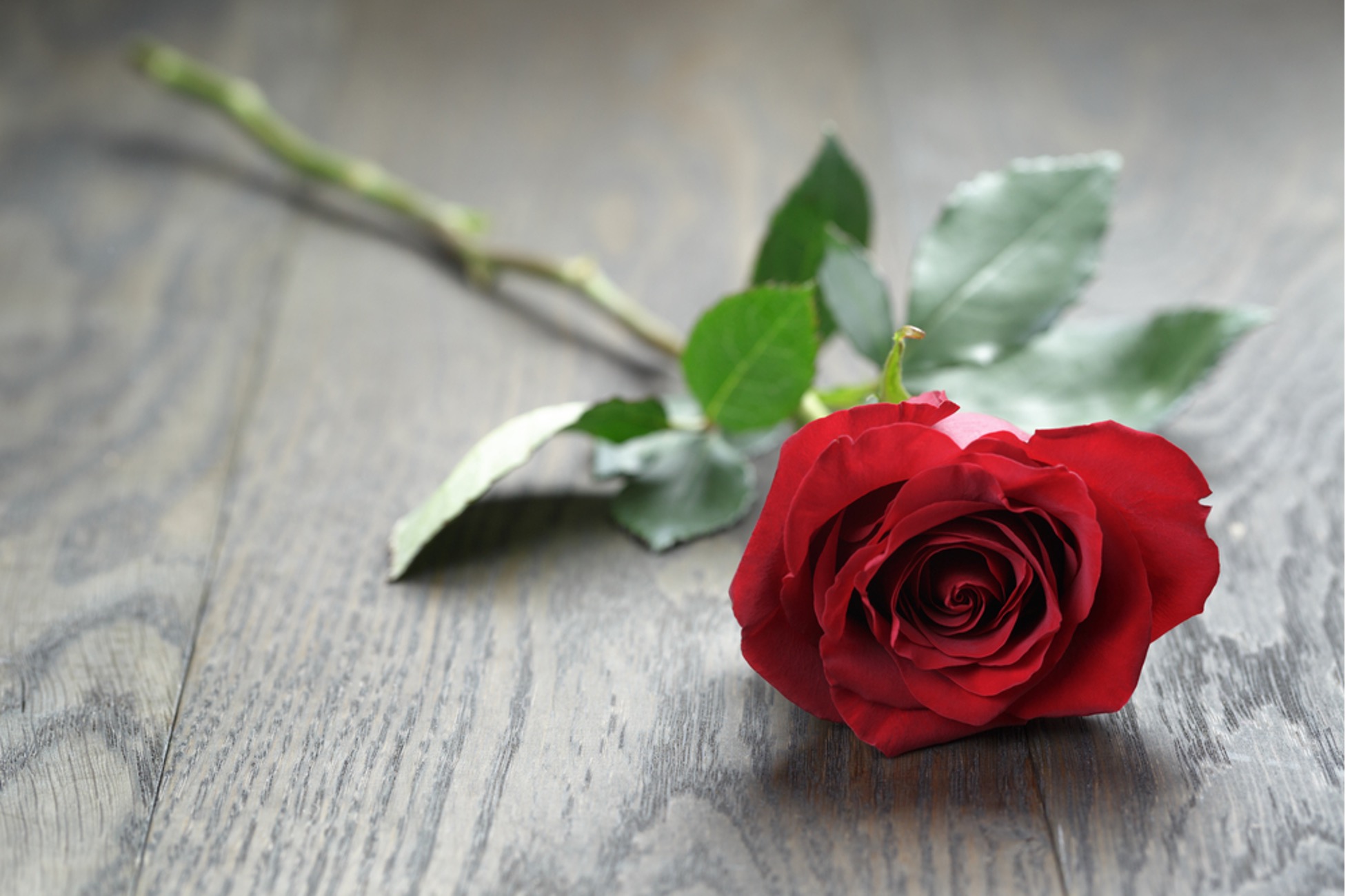 The Significance of the Number of Roses in a Bouquet